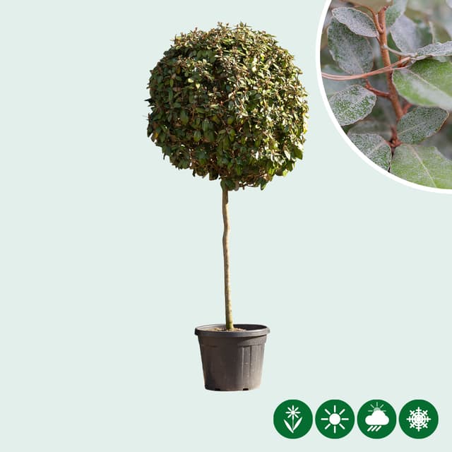 Kugelbaum - Baumshop