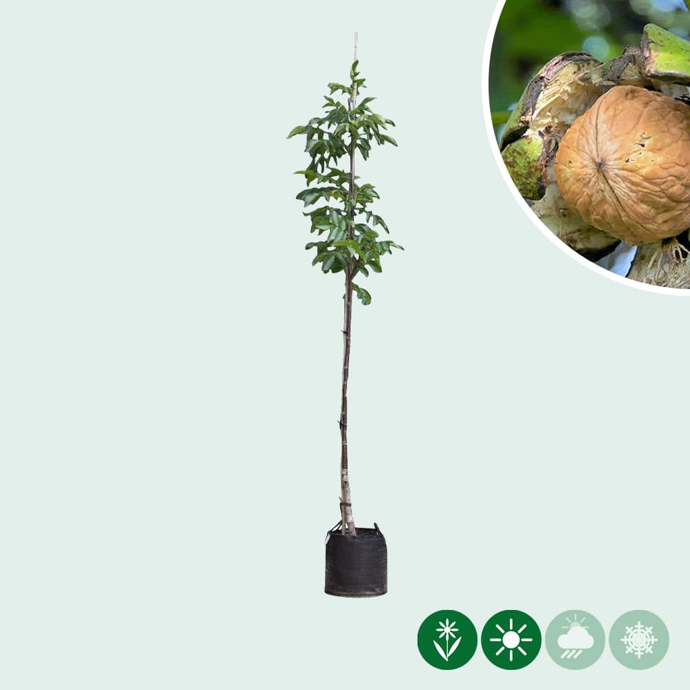 Hochwertige Bäume online kaufen – Große Auswahl & schnelle Lieferung - Baumshop