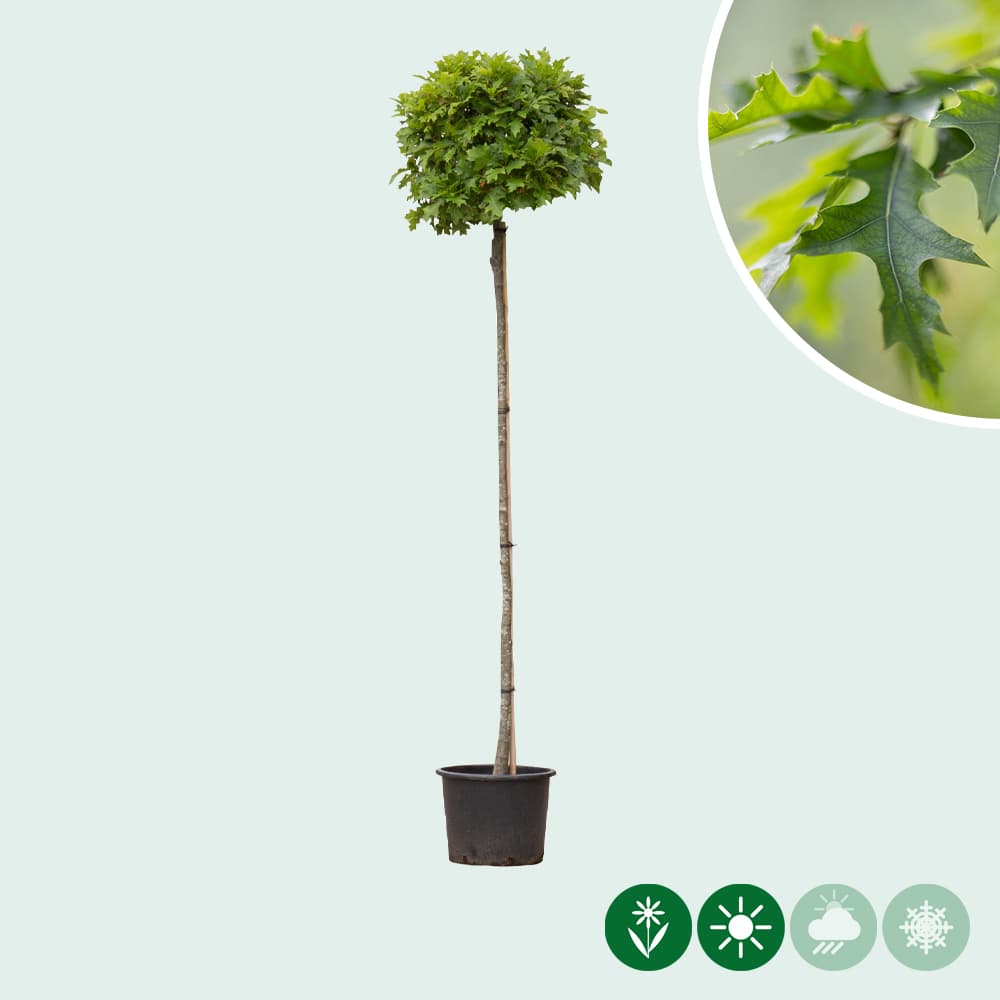 Allee- & Zierbäume - Baumshop