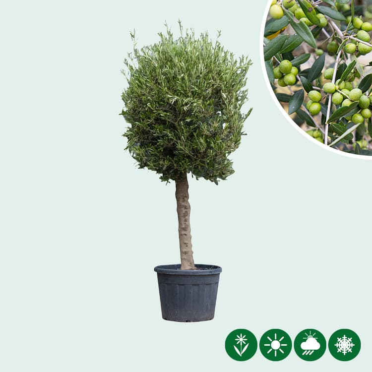 Kugelbaum - Baumshop