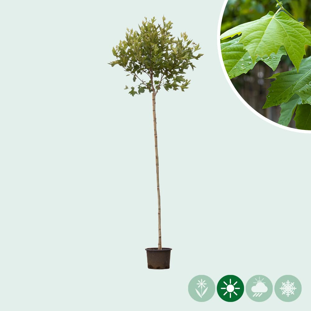 Allee- & Zierbäume - Baumshop