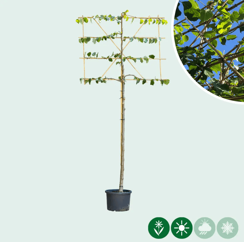 Spalierbäume - Baumshop